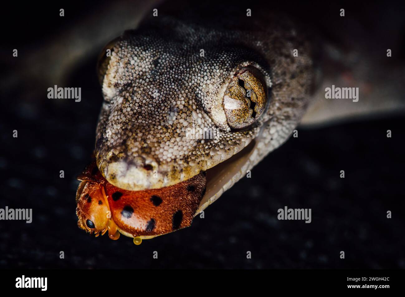 Dragon eating its tail hi-res stock photography and images - Alamy