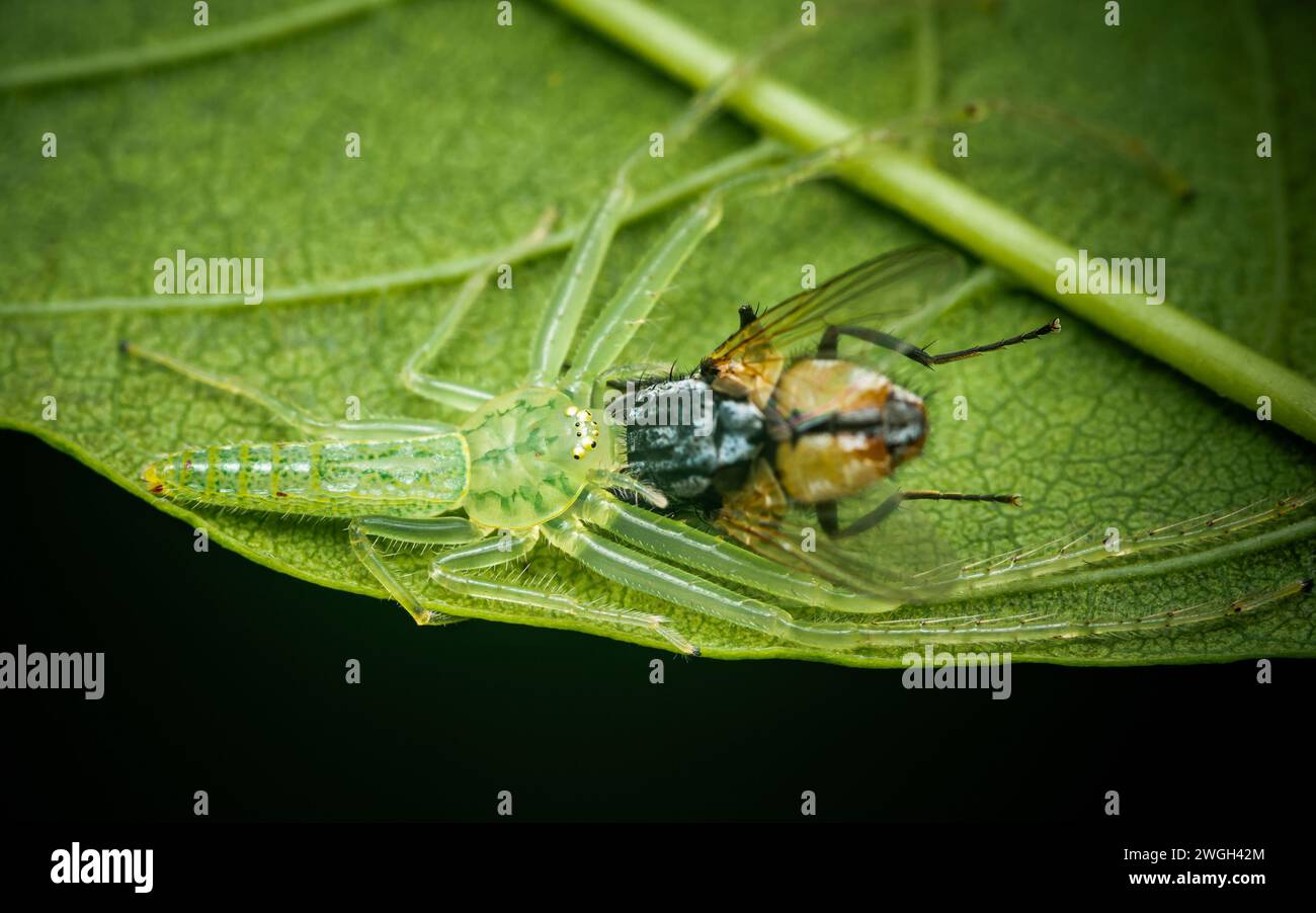 Green crab spider (Oxytate virens) eats fly prey on green leaf, Insect ...