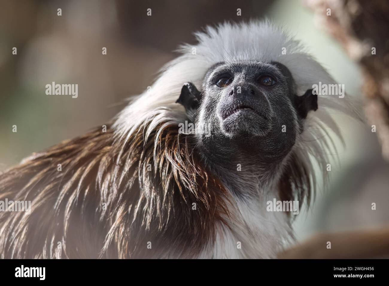 The cotton-top tamarin (Saguinus oedipus), a small monkey Stock Photo ...