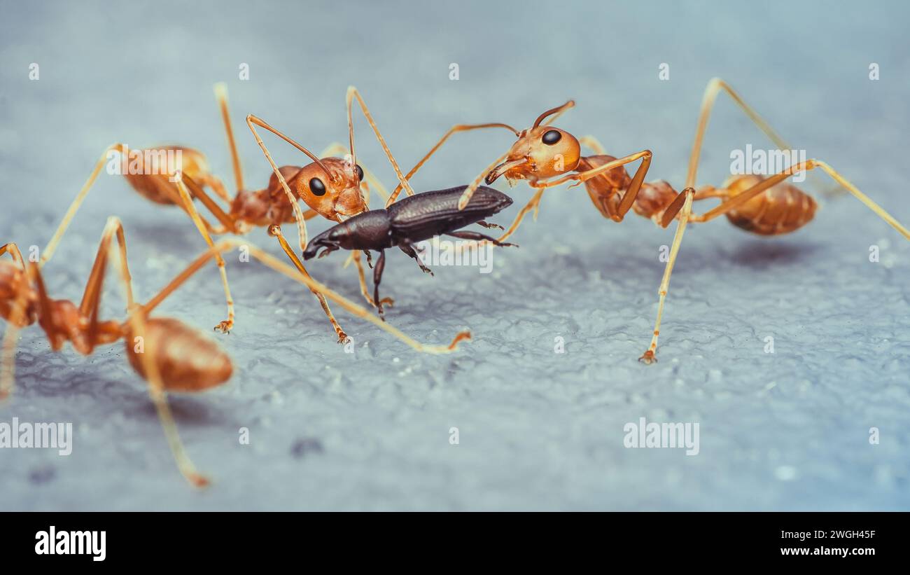 Red ants team is moving the prey, Red ants is team work, Selective ...