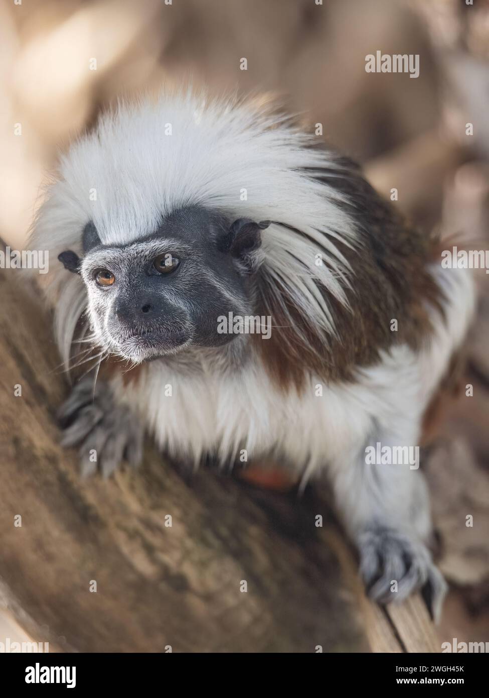 The cotton-top tamarin (Saguinus oedipus), a small monkey Stock Photo ...