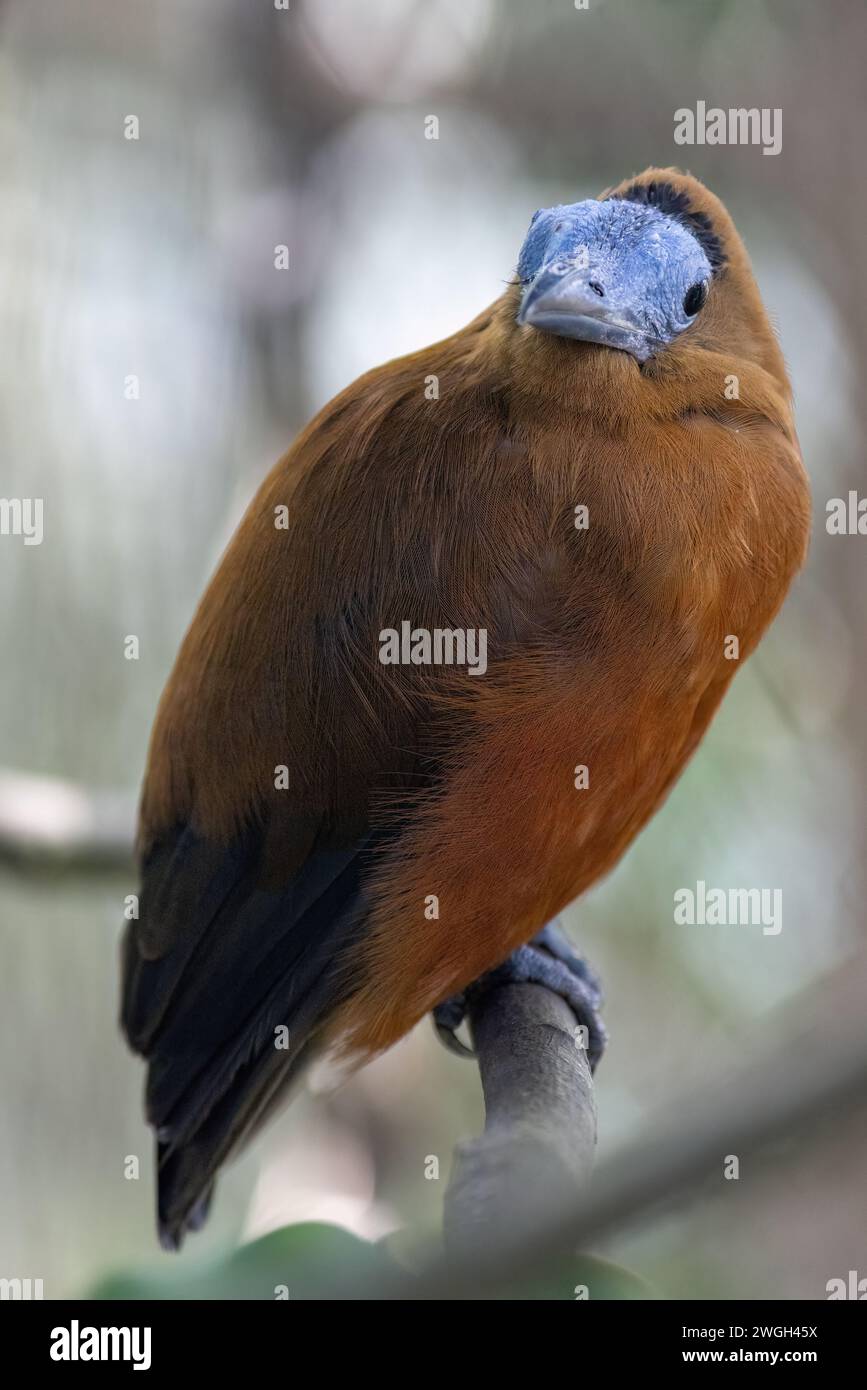 Passerine bird clipart hi-res stock photography and images - Alamy