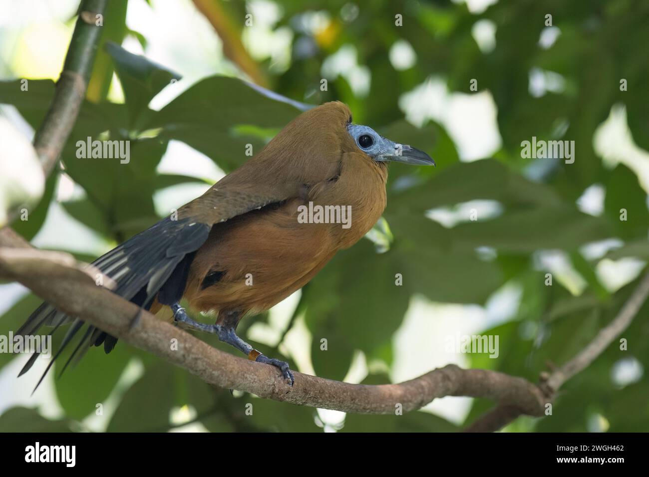 Capuchin bird (Perissocephalus tricolor) sitting on a branch of a tree ...