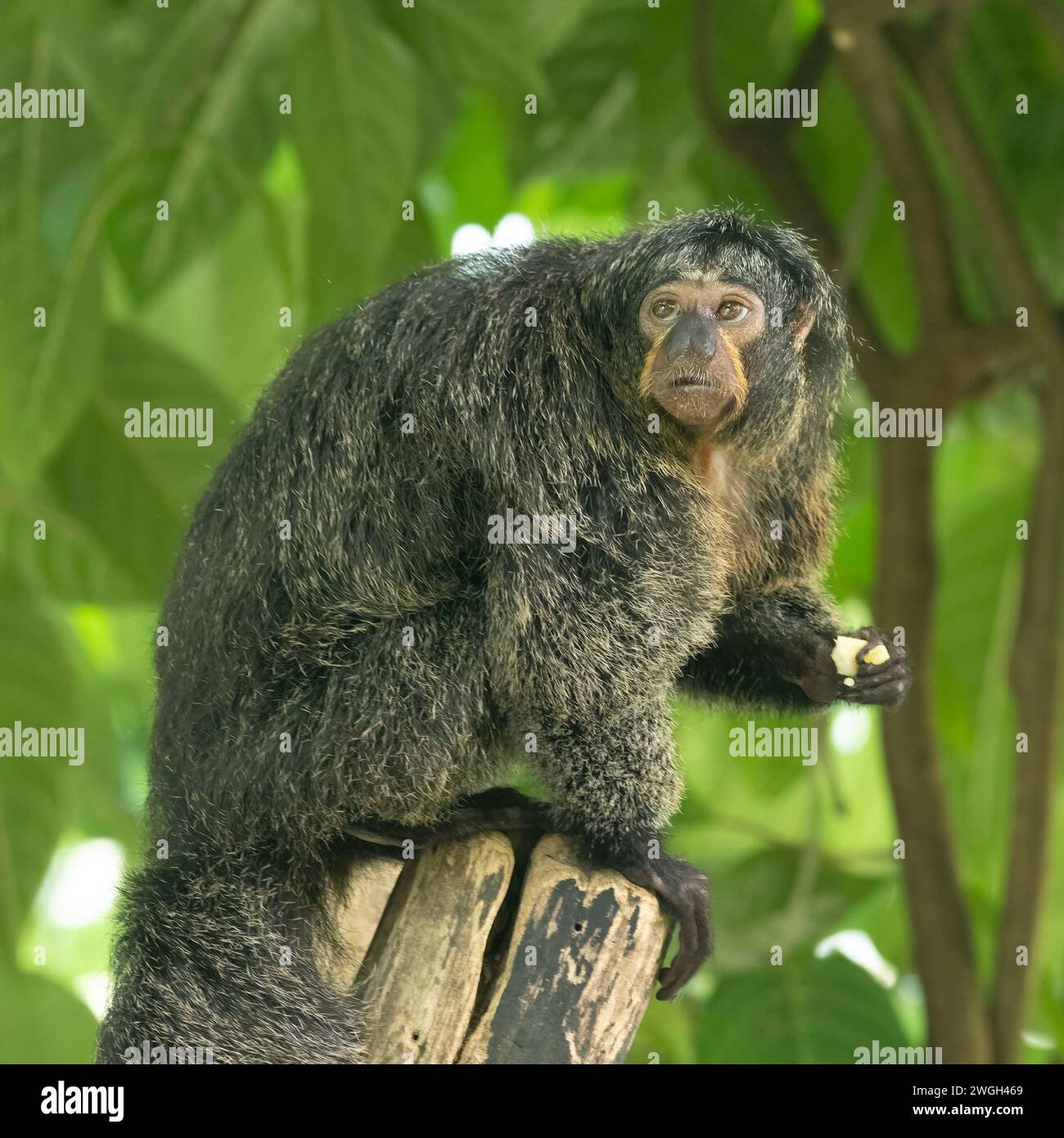 The white-faced saki (Pithecia pithecia) monkey, also called the ...