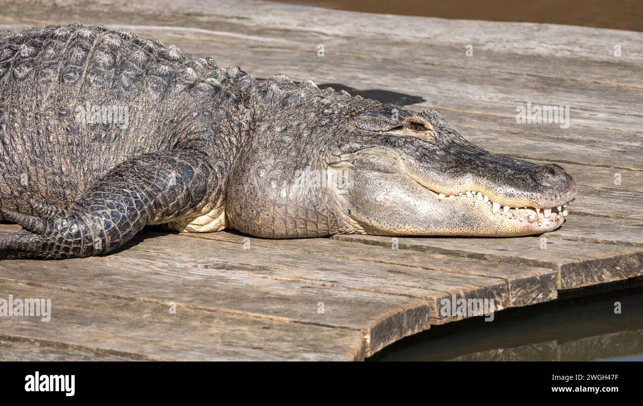 American alligator (Alligator mississippiensis), large crocodilian ...