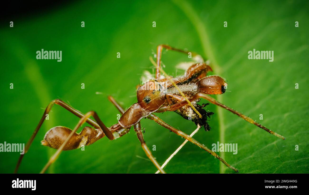 Kerengga ant-like jumper spider (Myrmarachne plataleoides) and prey on ...