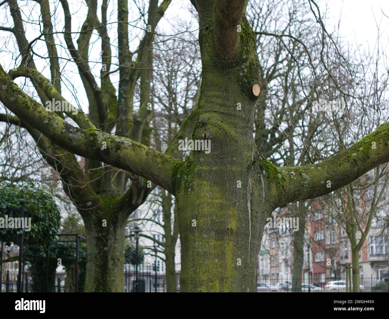 Brussels, Belgium. 26nd Jan, 2024.. Abstract street landscape. Trees in ...