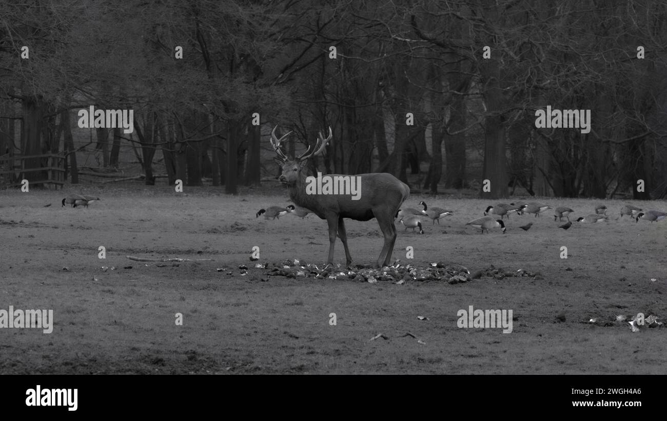 Stag by the forest, Black and white picture, wild deer, calm day Stock ...