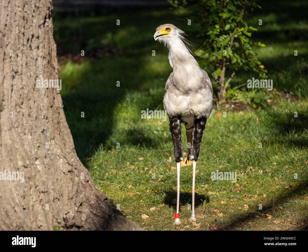 The secretarybird (Sagittarius serpentarius), a large terrestrial bird ...