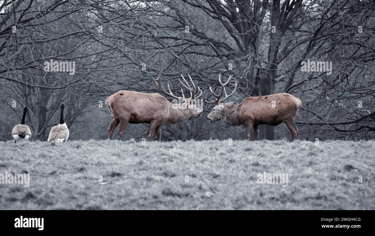 Stag by the forest, Black and white picture, wild deer, calm day, Stag ...