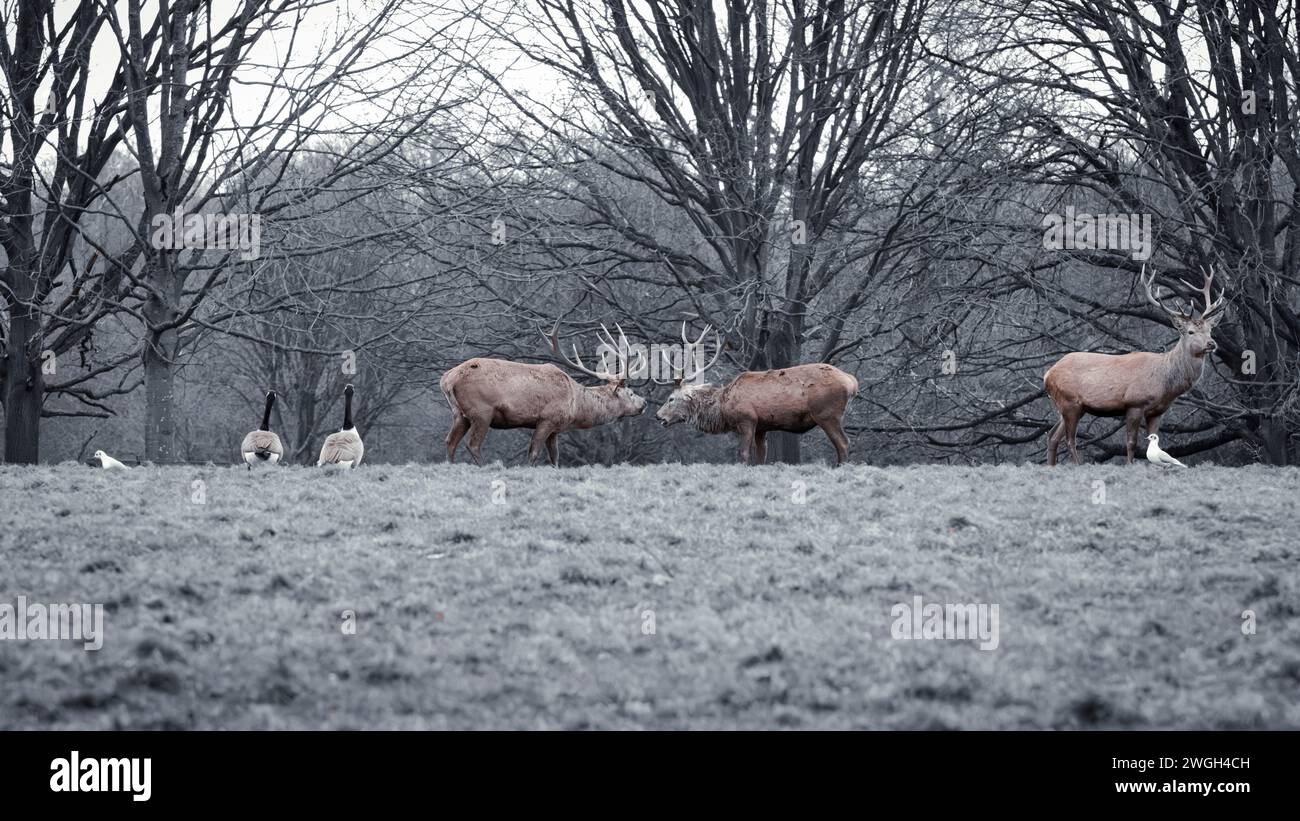 Stag by the forest, Black and white picture, wild deer, calm day, Stag ...