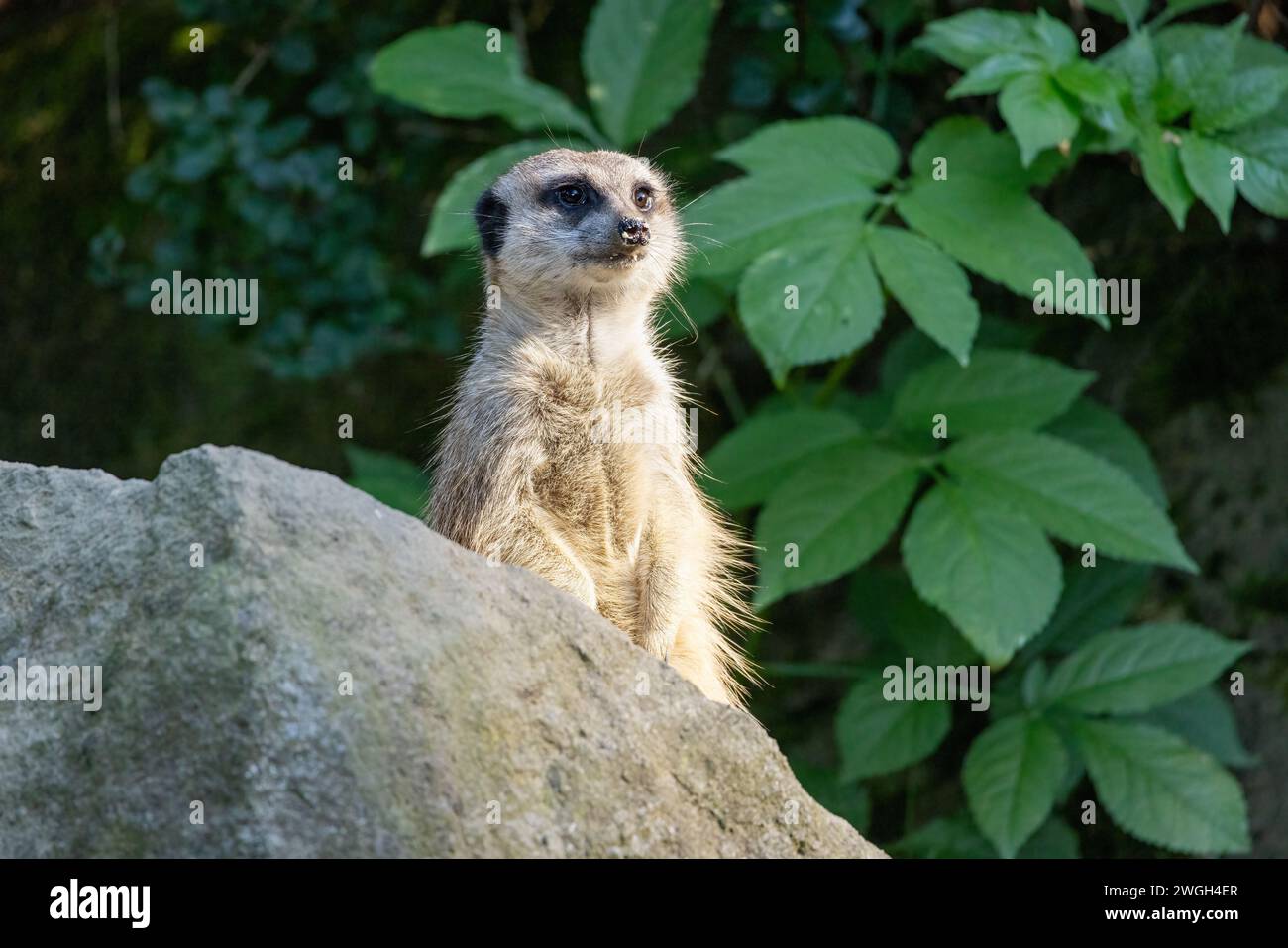 The meerkat (Suricata suricatta), portrait of suricate in lookout ...