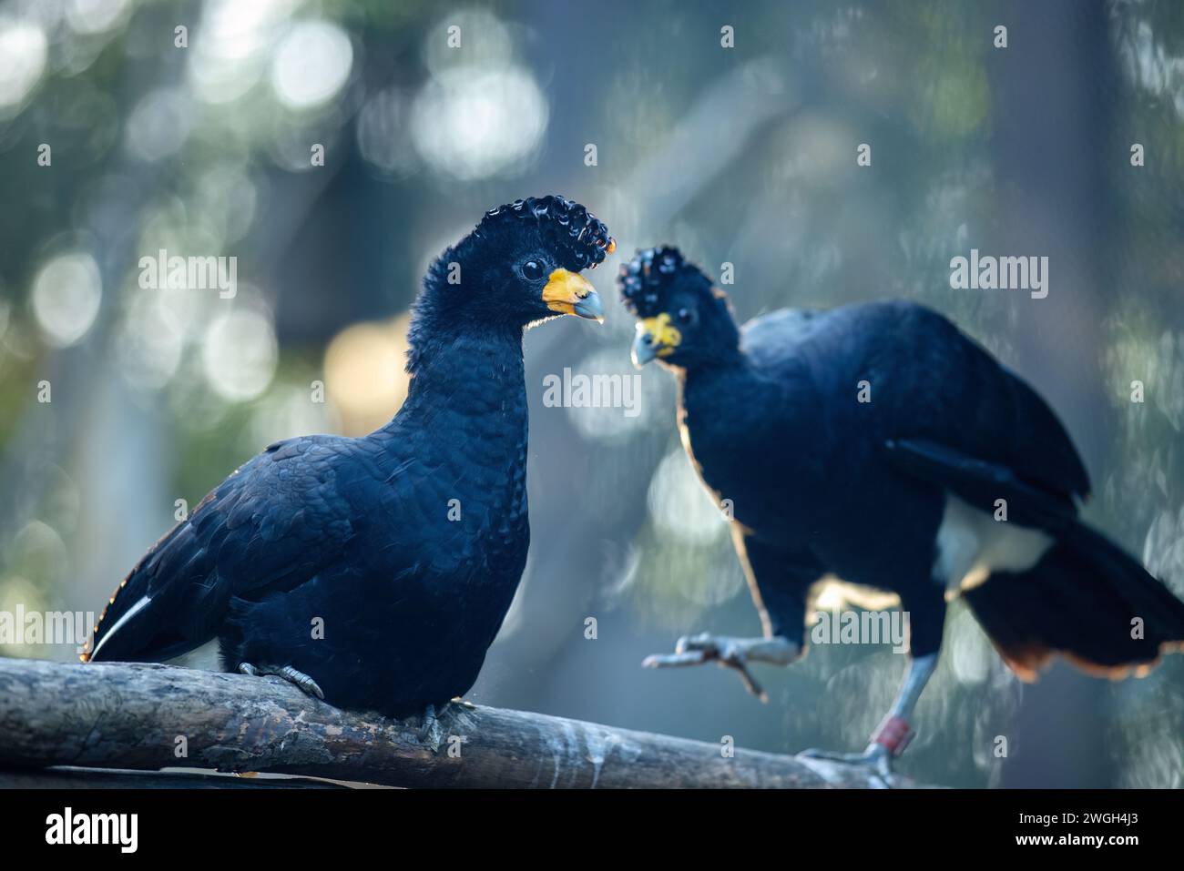 The black curassow (Crax alector), portrait of a bird Stock Photo - Alamy