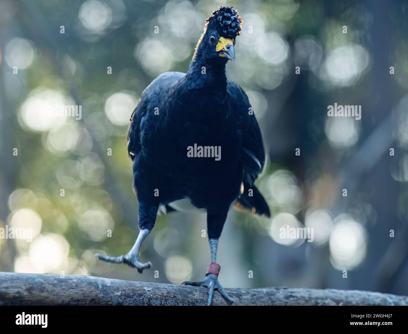 The black curassow (Crax alector), portrait of a bird Stock Photo - Alamy