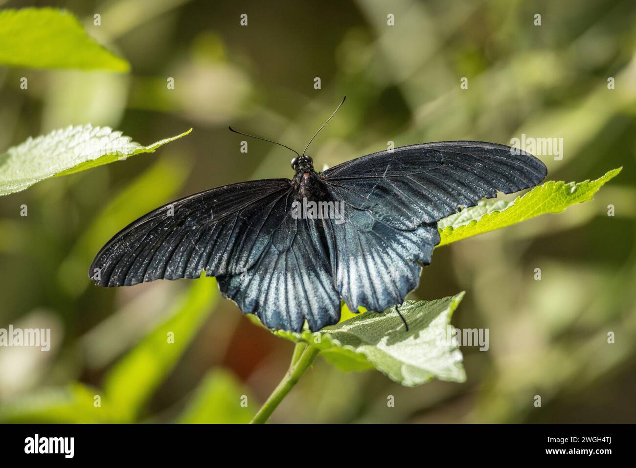 Mormon swallowtail hi-res stock photography and images - Alamy