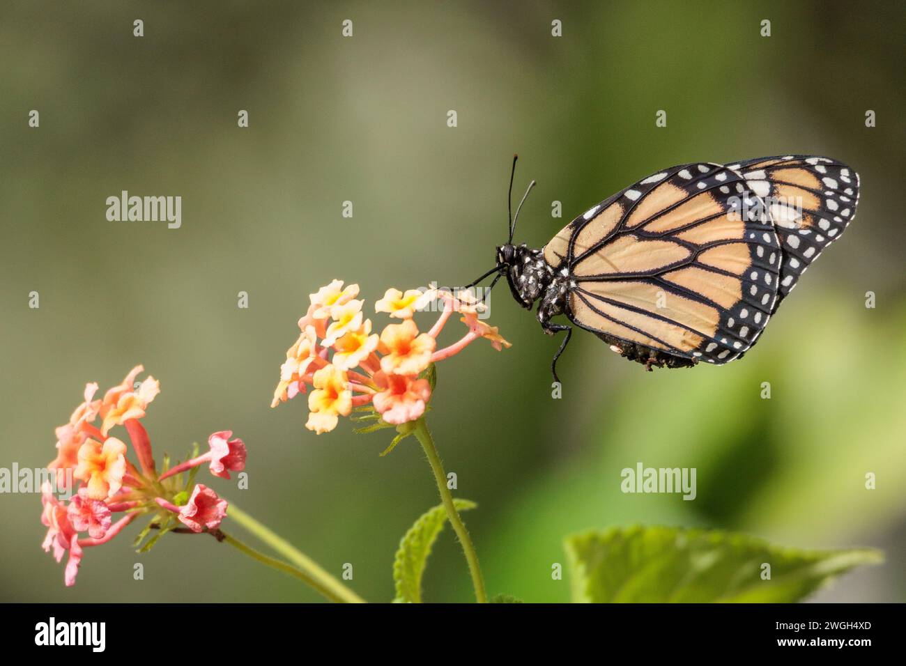 Beautiful great mormon butterfly hi-res stock photography and images ...