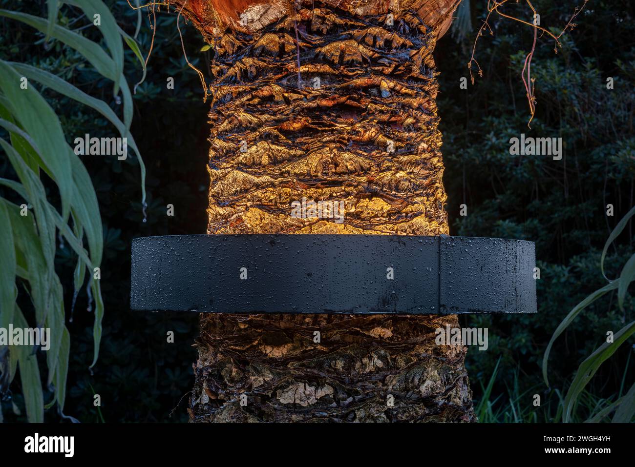 Canary Island date palm tree (Phoenix canariensis) illuminated by a ...