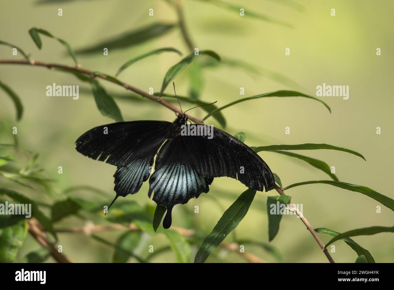 Common garden butterfly wing hi-res stock photography and images - Alamy