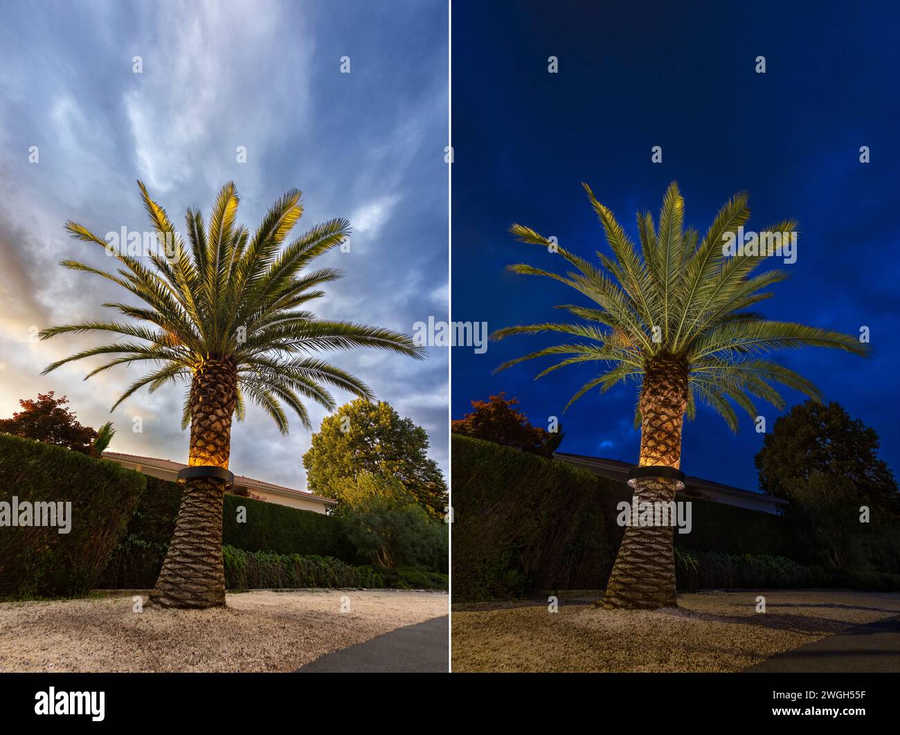 Canary Island date palm tree (Phoenix canariensis) illuminated by a ...