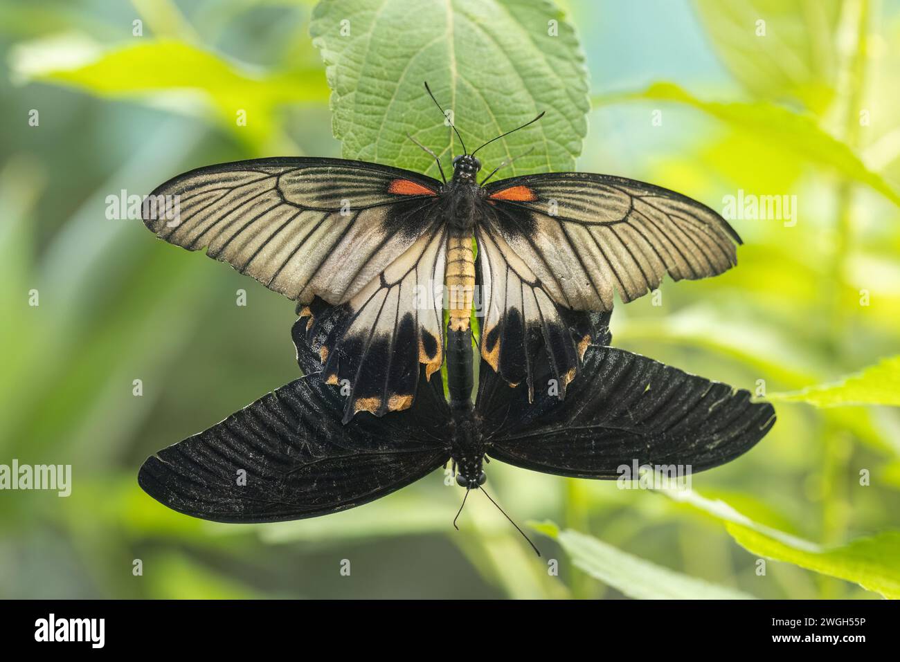 Ruby-spotted swallowtail butterfly with the common mormon swallowtail ...