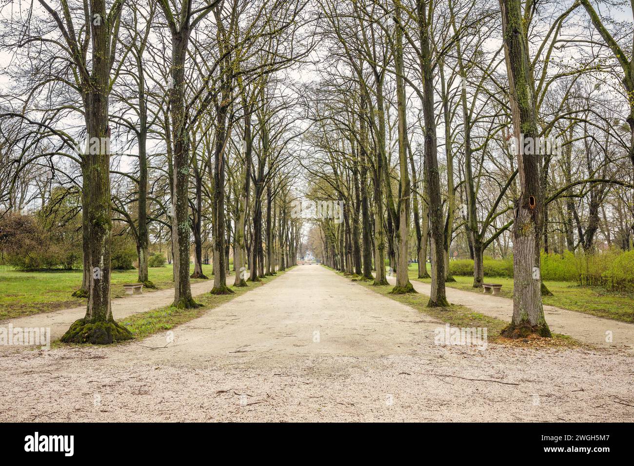 Alley of trees in The Eszterhaza castle park in Fertod, Hungary, Europe ...