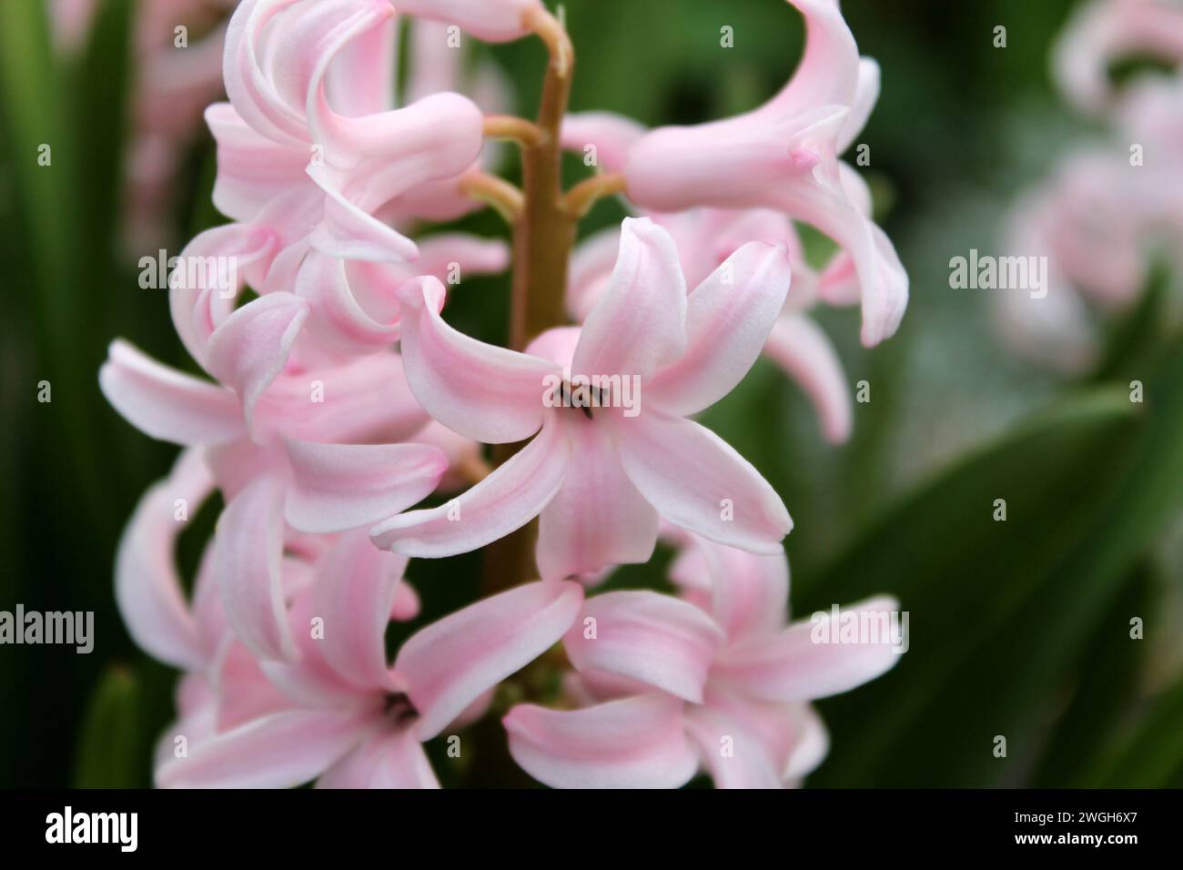 Pink hyacinth blooming flower hi-res stock photography and images - Alamy