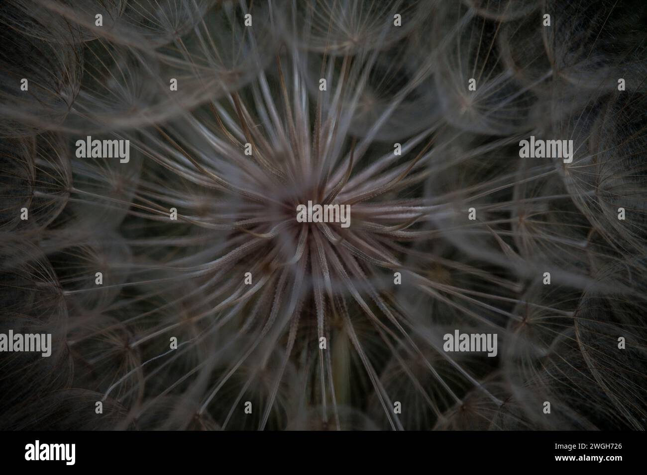 Dandelion seed texture hi-res stock photography and images - Alamy