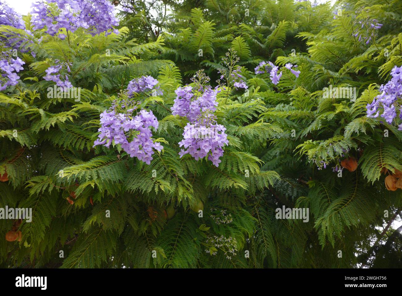 Jacaranda tree flower hi-res stock photography and images - Alamy