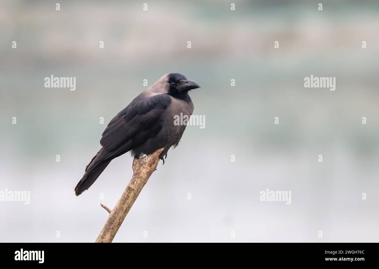 House crow hi-res stock photography and images - Alamy