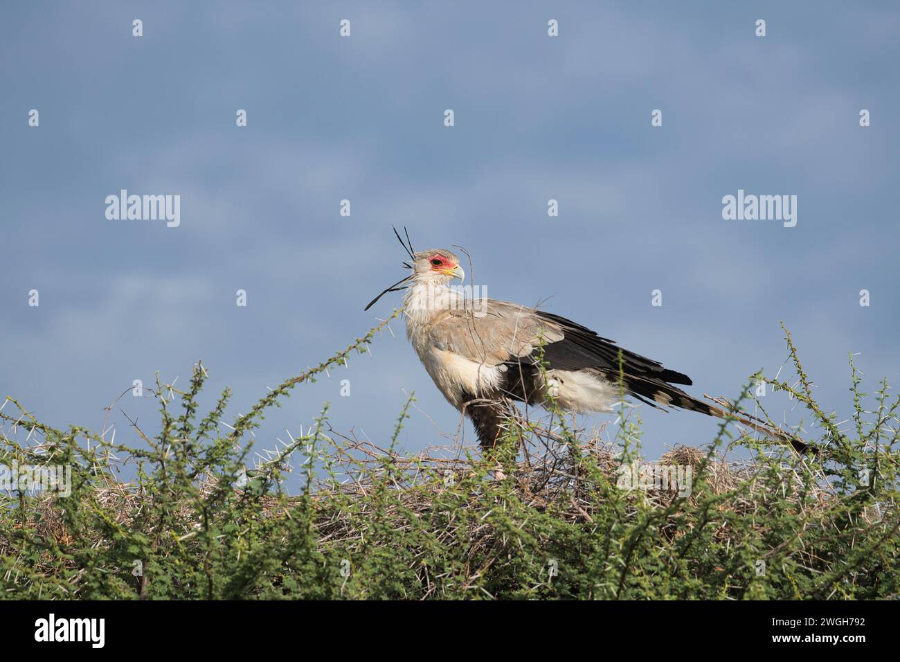 Secretary bird (Sagittarius serpentarius) at nest in top of acacia tree ...