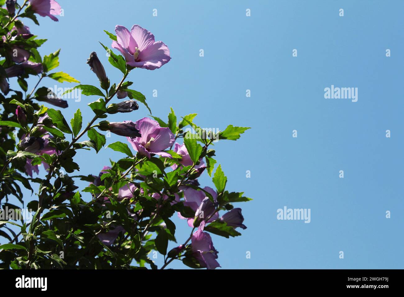 Hibiscus mallow hi-res stock photography and images - Alamy