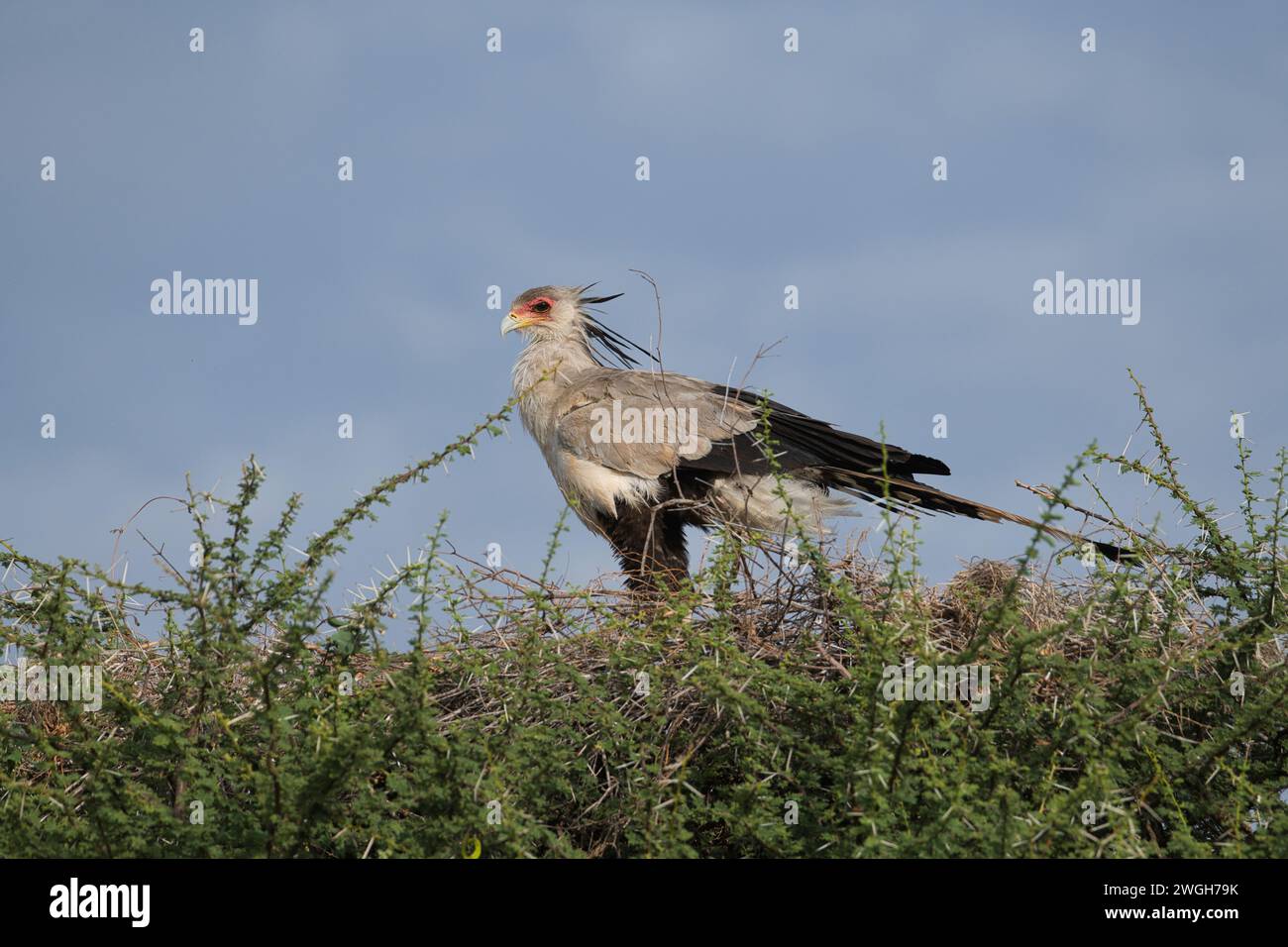 Secretary bird (Sagittarius serpentarius) at nest in top of acacia tree ...