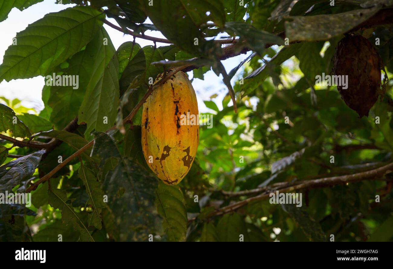 cacao growing on a tree of cacao in Ecuador, South America Stock Photo ...