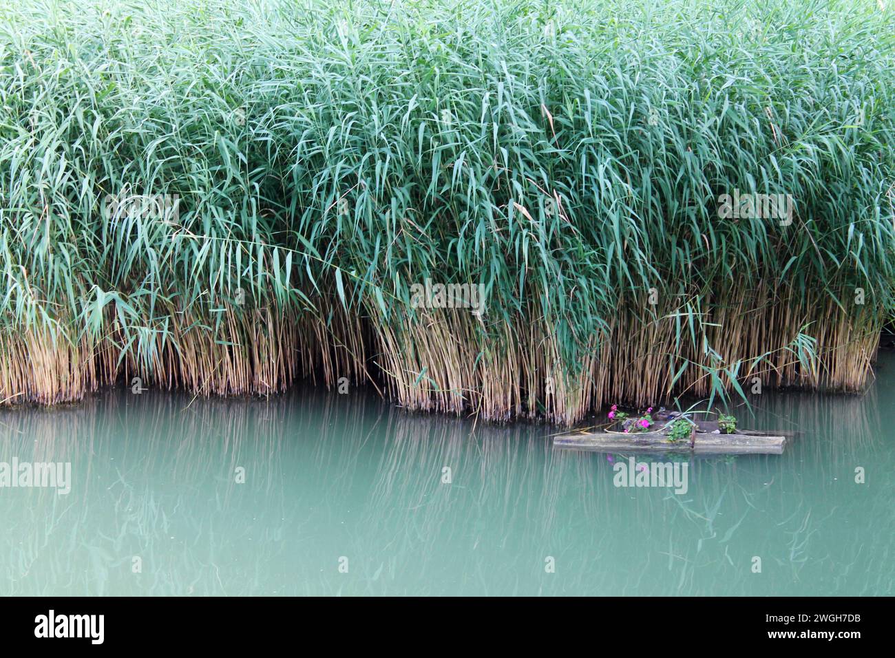 Reeds by the water with a floating tree Stock Photo - Alamy