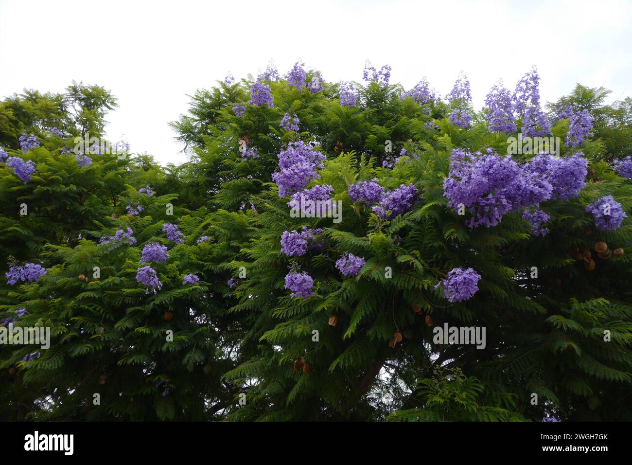 Jacaranda mimosifolia hi-res stock photography and images - Alamy