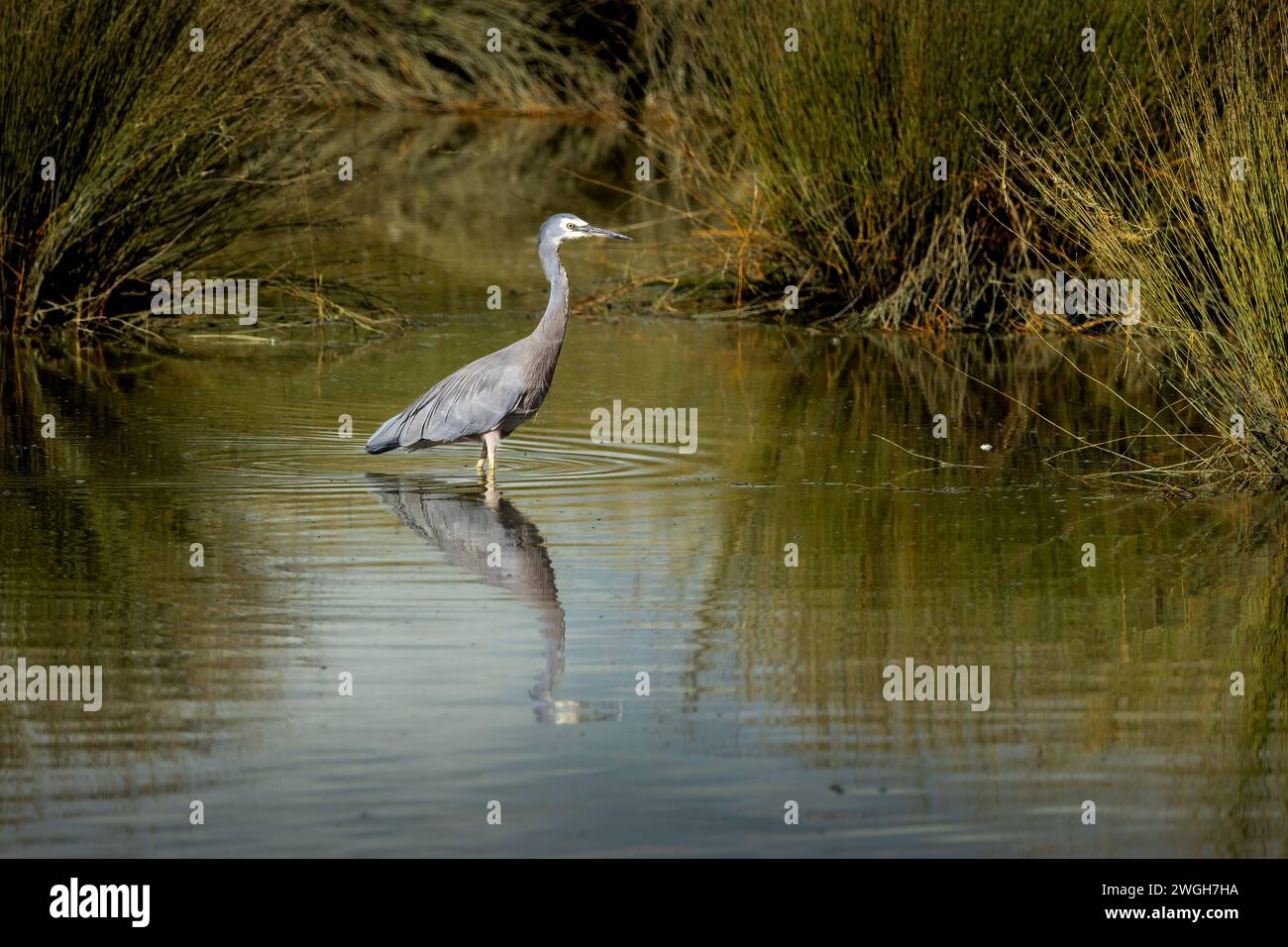 A white-faced heron wading in a tidal lagoon Stock Photo - Alamy