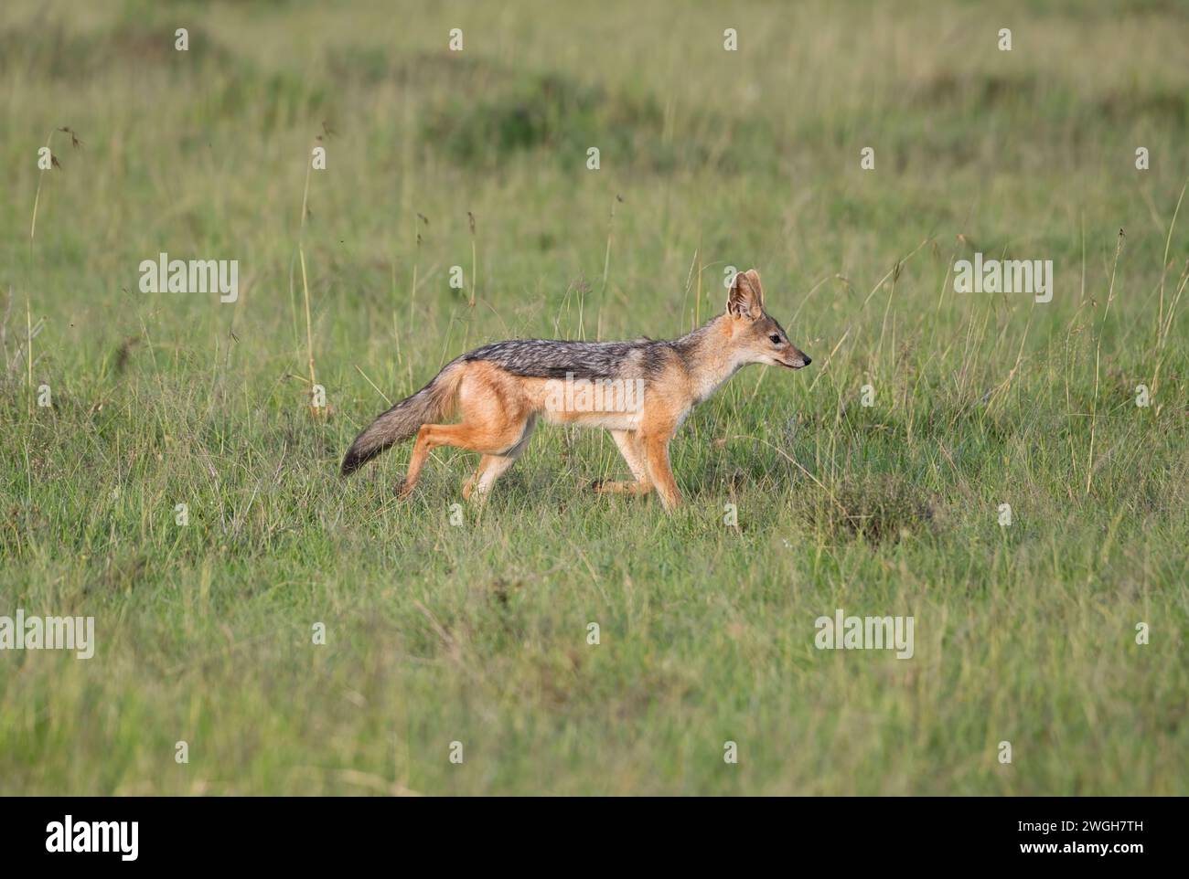 Black-backed jackal (Canis mesomelus), also known as the silver-backed jackal, moving through ...