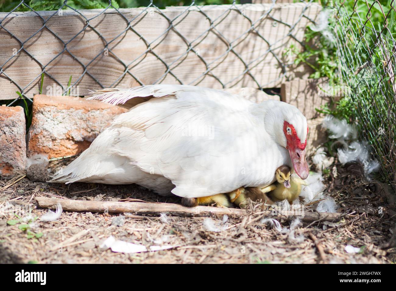 Muscovy Duck female with one day old ducklings, protecting them Stock ...
