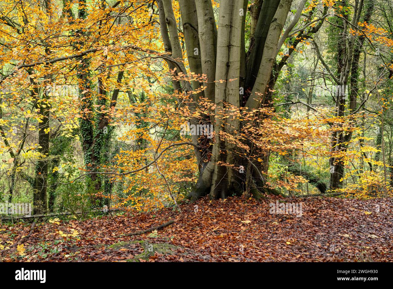 Lowther castle autumn hi-res stock photography and images - Alamy
