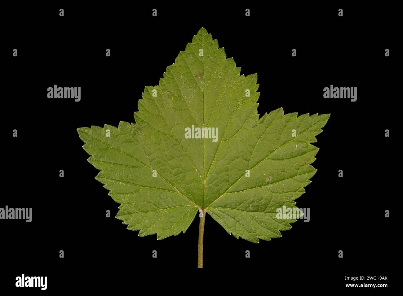 Acute leaf apex hi-res stock photography and images - Alamy