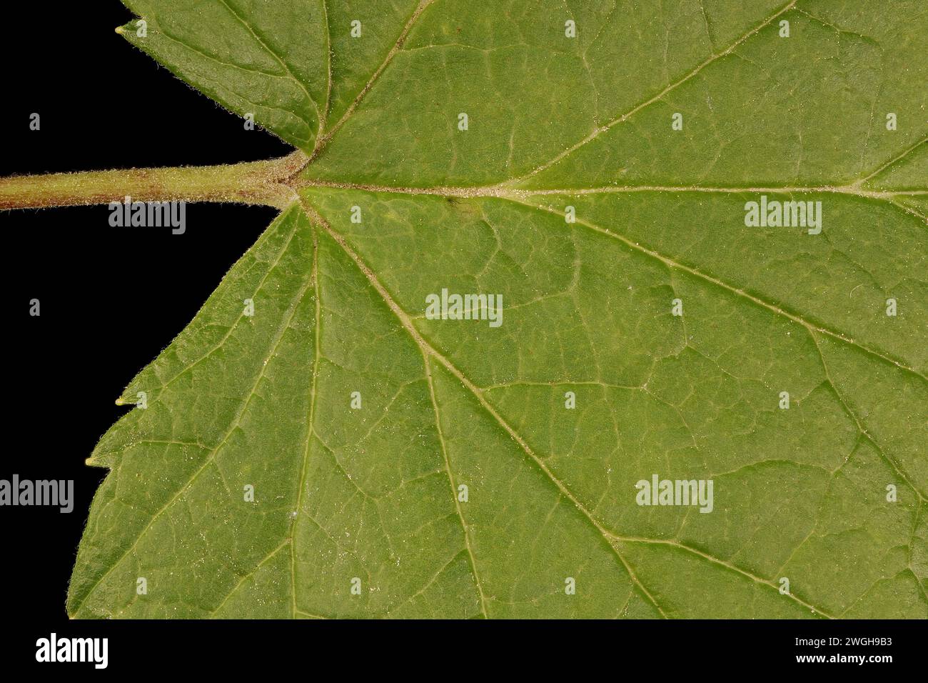 Black currant botanical illustration hi-res stock photography and ...