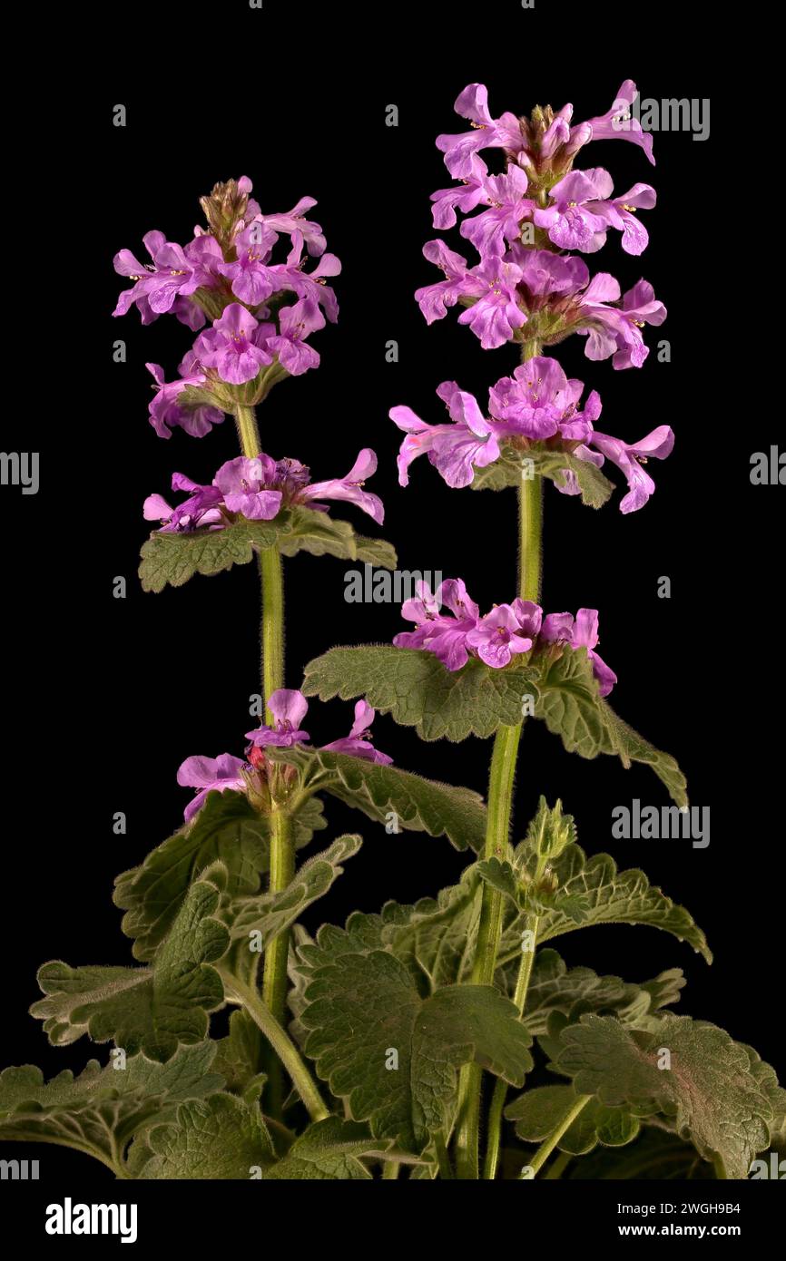 Habit stacking hi-res stock photography and images - Alamy