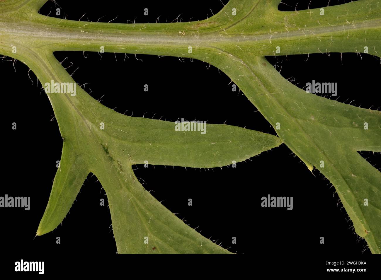 Common Poppy (Papaver rhoeas). Leaf Detail Closeup Stock Photo - Alamy