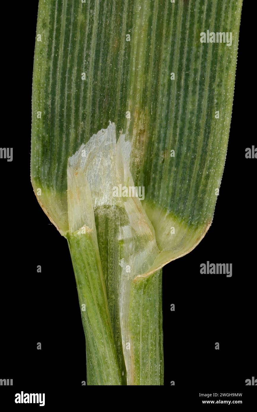 Oat (Avena sativa). Ligule and Leaf Sheath Closeup Stock Photo - Alamy