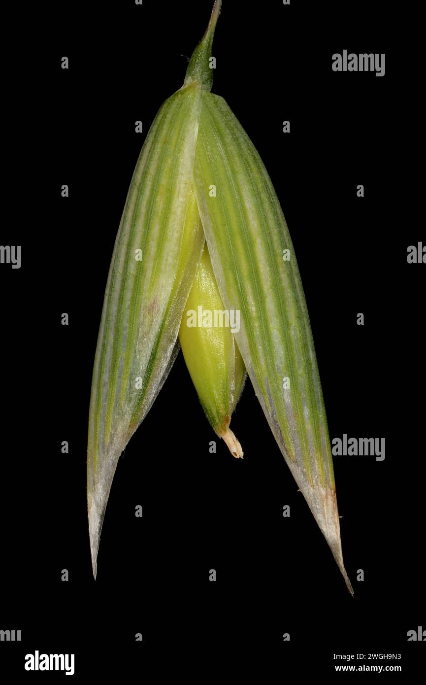 Oat plants avena sativa hi-res stock photography and images - Alamy