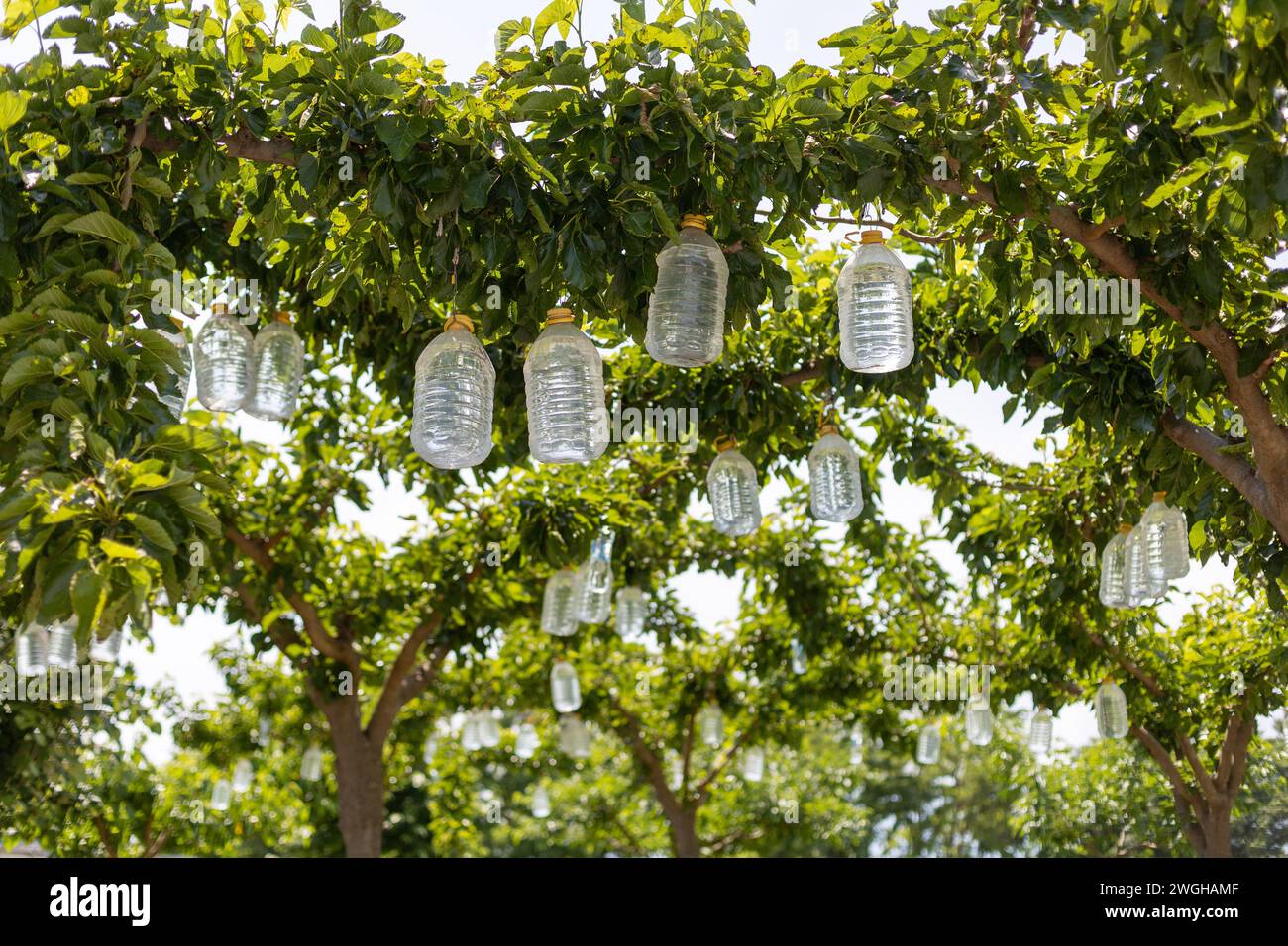 large water bottles weighing and shaping tree branches Stock Photo - Alamy