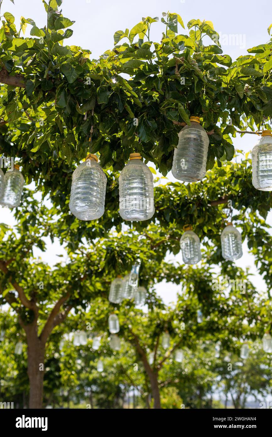 large water bottles weighing and shaping tree branches Stock Photo - Alamy