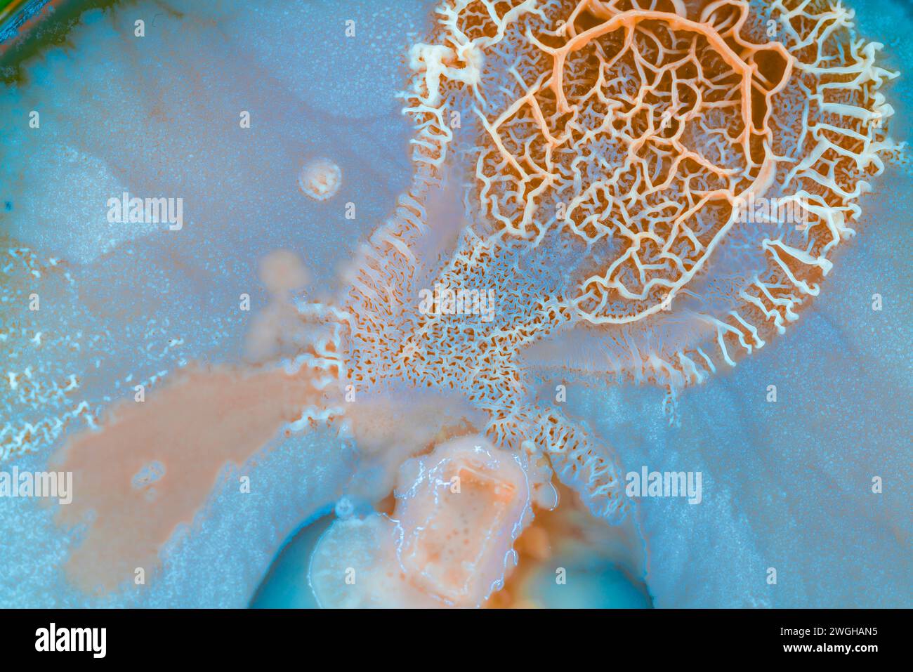 colonies of bacteria and microorganisms on the surface of agar and wind ...