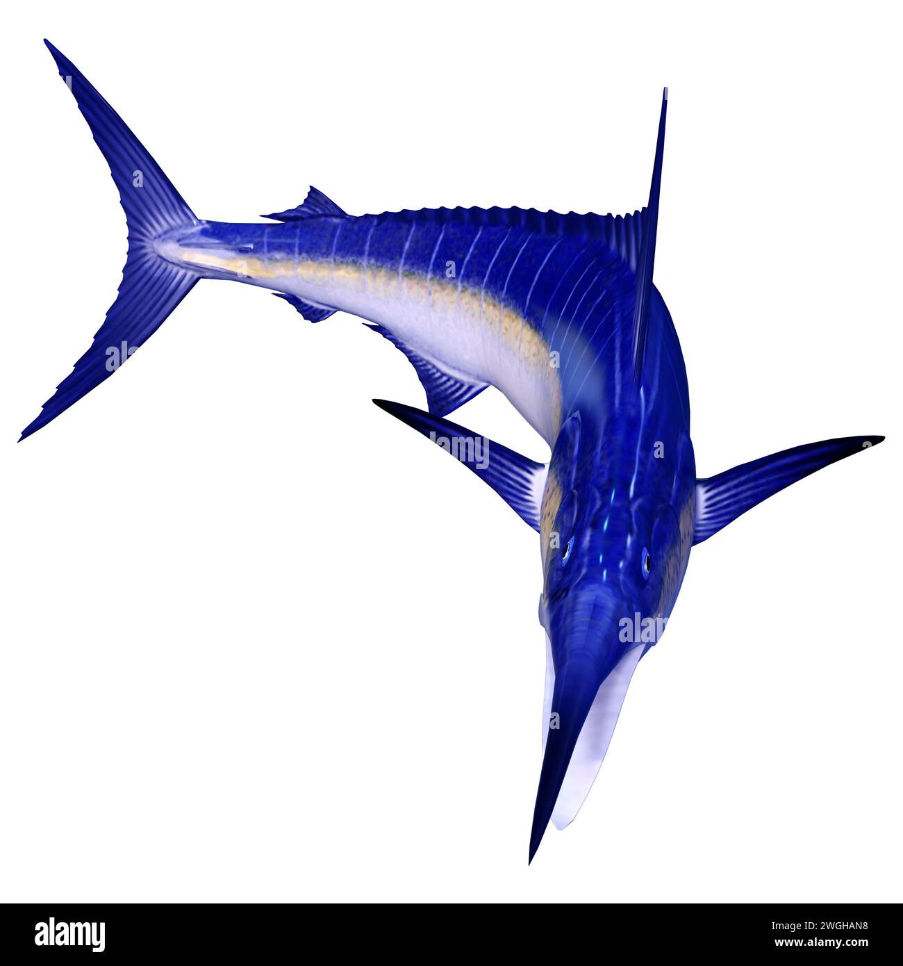 3D rendering of a marlin fish isolated on white background Stock Photo ...