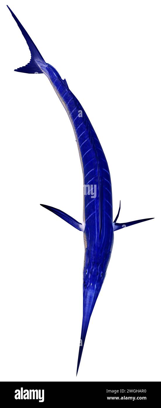 3D rendering of a marlin fish isolated on white background Stock Photo ...